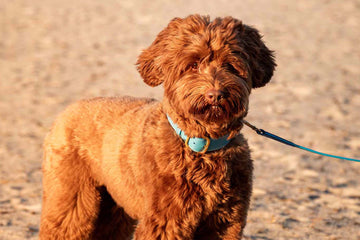 Laelaps Paris - Stylish fashion for dogs