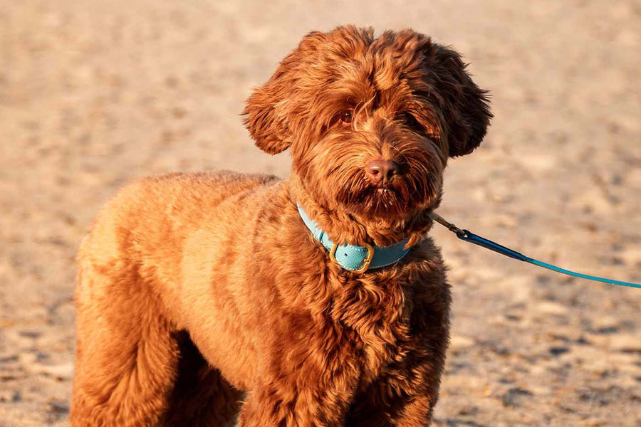 Laelaps Paris - Stylish fashion for dogs