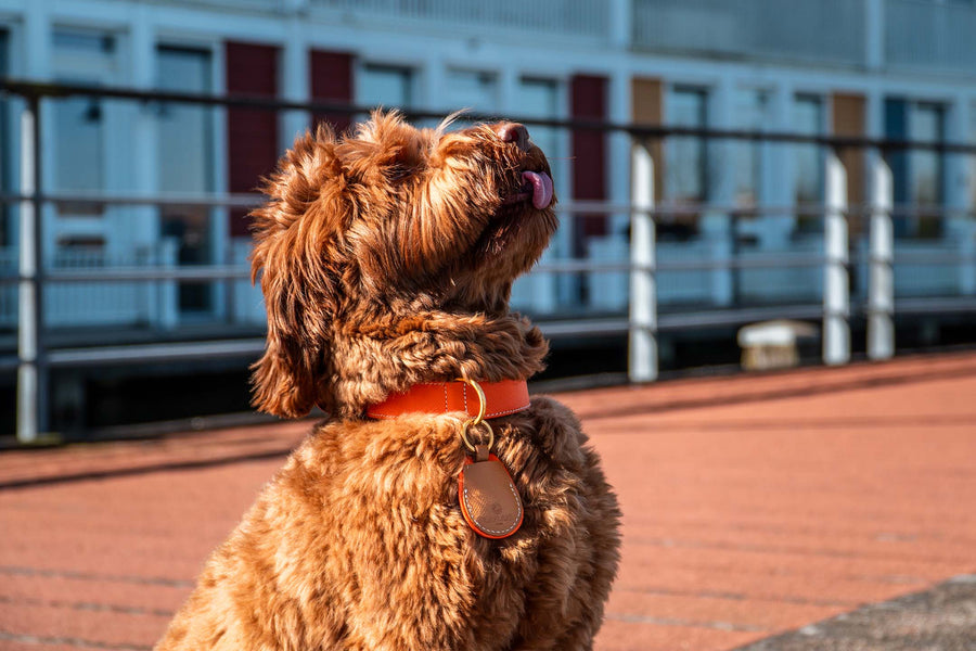 Laelaps Paris - Stylish fashion for dogs