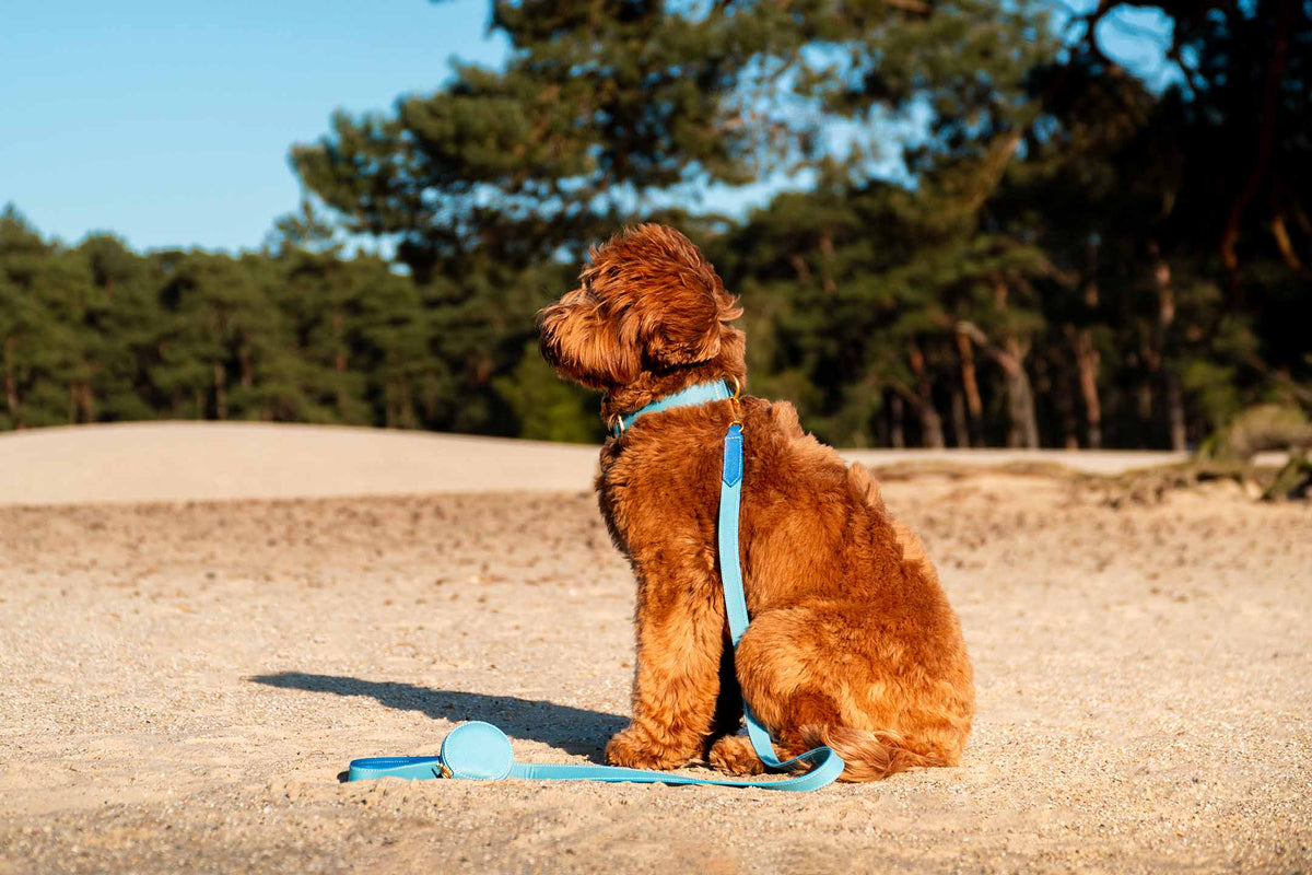 Laelaps Paris - Stylish fashion for dogs